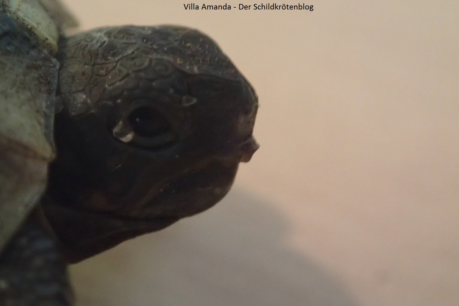 Nahaufnahmen von Schildkröten – Villa Amanda – Der Schildkröten Blog