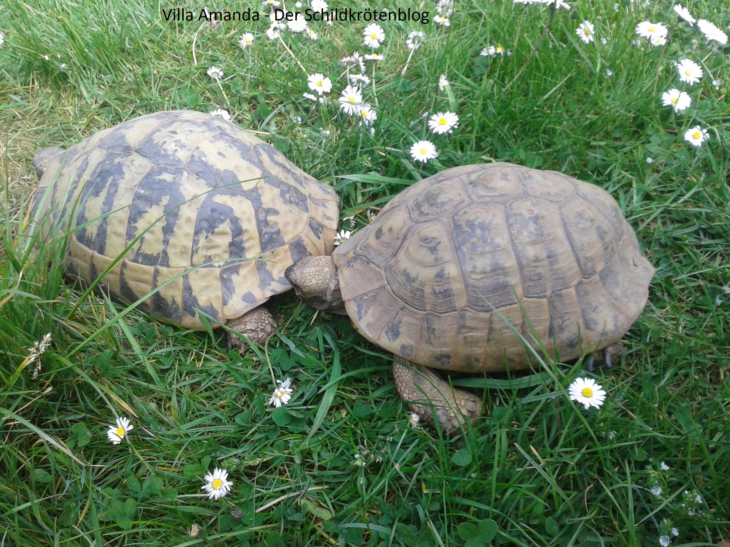 Testudo Hermanni Boettgeri | Villa Amanda – Der Schildkröten Blog